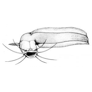 Subterranean Fishes of the World - Graham Proudlove