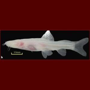 Subterranean Fishes of the World - Graham Proudlove