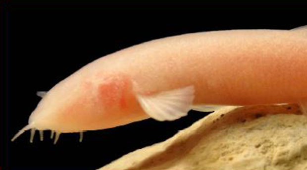 Subterranean Fishes of the World - Graham Proudlove